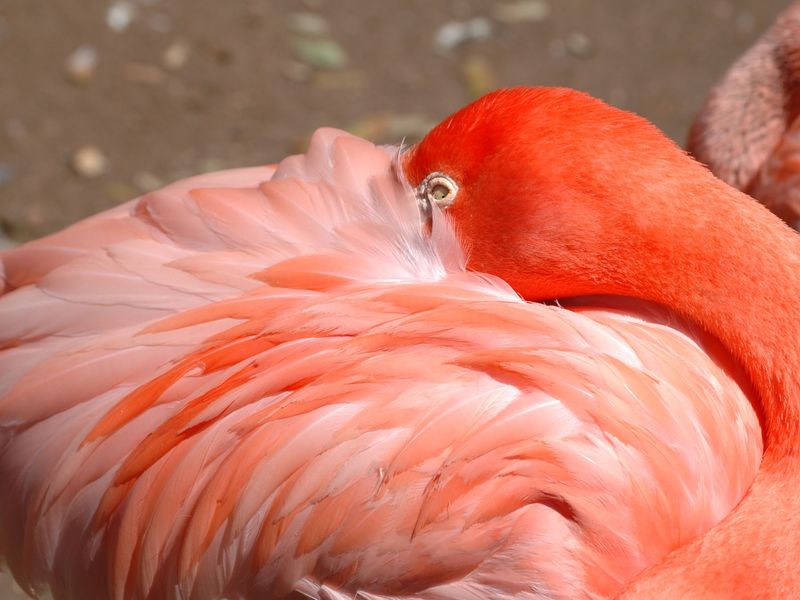 On a visit to the Fort Worth Zoo this very pink flamingo stood out and ...