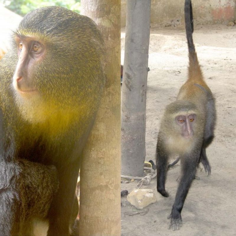 Monkey 70,000+ Free New World Monkey & Monkey Images Pixabay