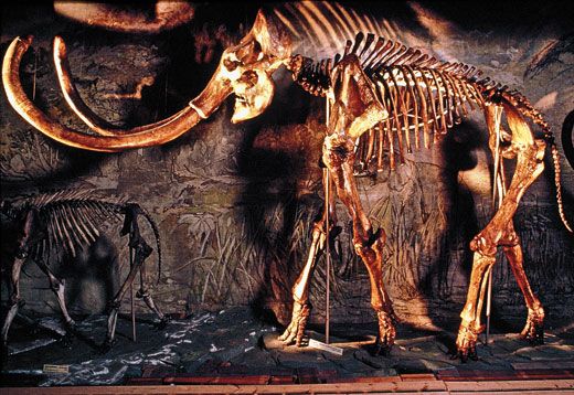 Mammoths and Mastodons: All American Monsters