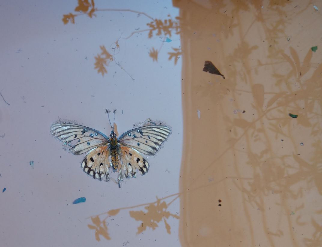 A butterfly after a storm | Smithsonian Photo Contest | Smithsonian ...