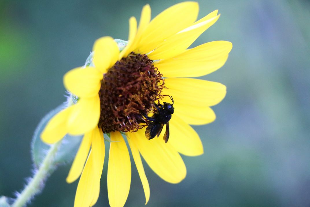 Native bee | Smithsonian Photo Contest | Smithsonian Magazine
