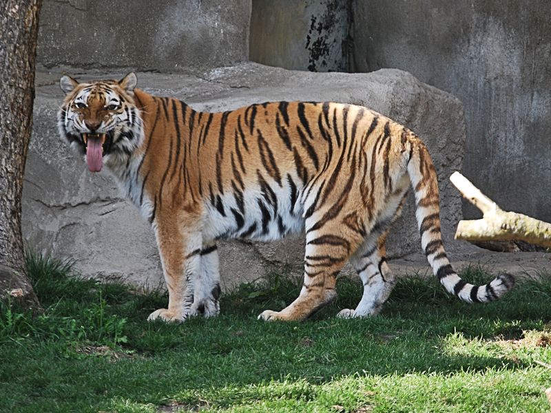 Tiger sticking it's tongue out at Chicago's Brookfield Zoo ...