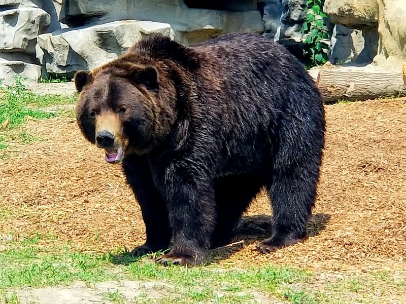Bear grumbling | Smithsonian Photo Contest | Smithsonian Magazine