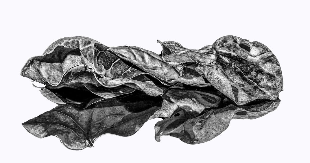 Crumpled Leaf | Smithsonian Photo Contest | Smithsonian Magazine
