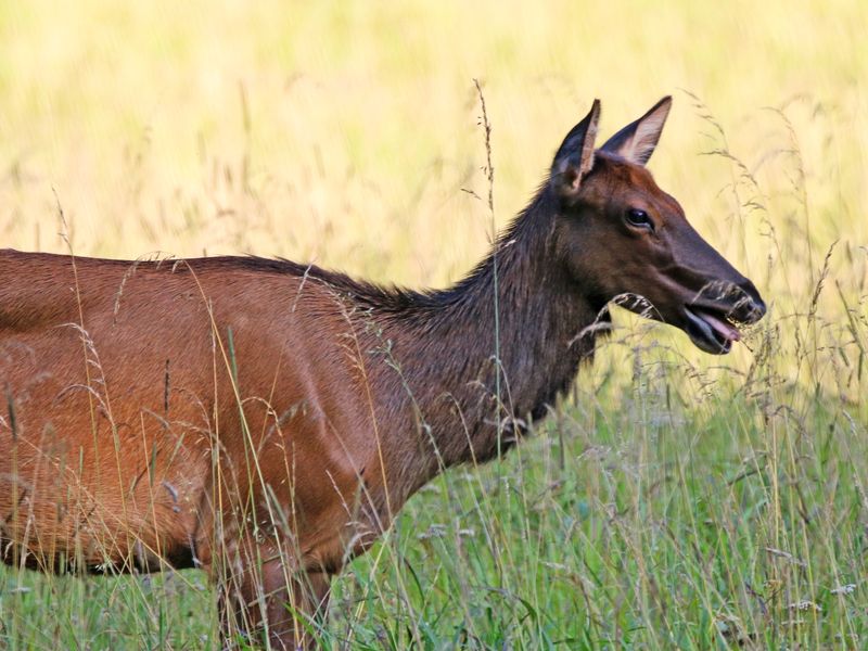 Elk Eating | Smithsonian Photo Contest | Smithsonian Magazine