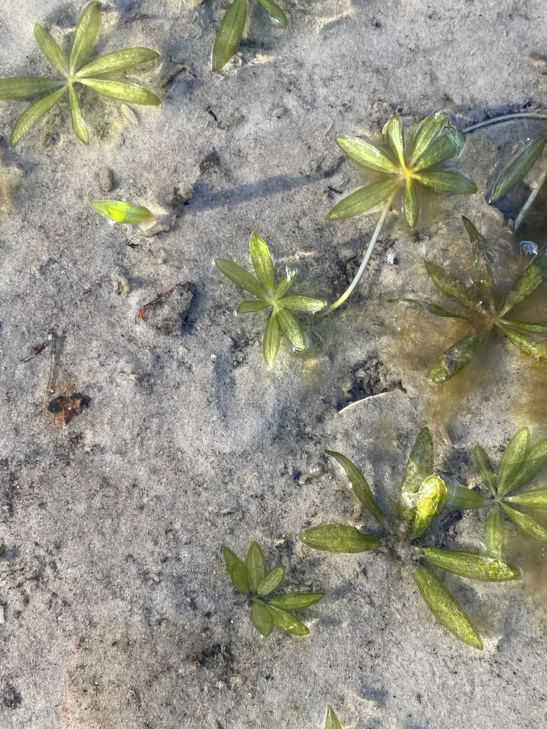 Eight Weird Facts About Seagrass (And Why It’s Essential) | Smithsonian ...