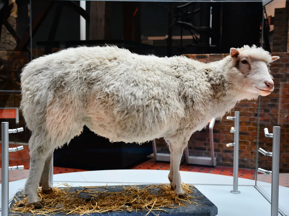 Why Scientists Kept the Birth of Dolly, the World's First Cloned Mammal ...