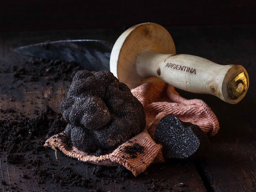 How Truffles Took Root Around the World