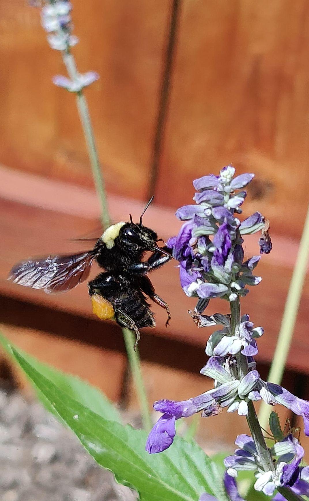 Bumble Bee on Sage | Smithsonian Photo Contest | Smithsonian Magazine