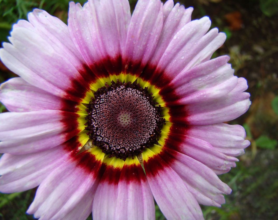 Flower Center Bullseye | Smithsonian Photo Contest | Smithsonian Magazine