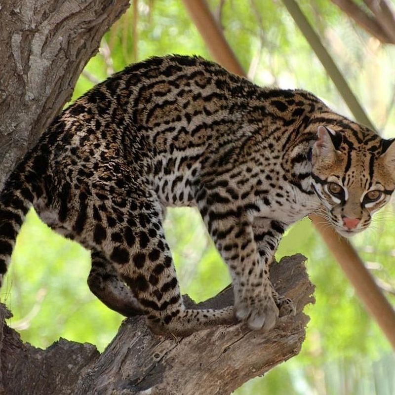 Ocelot House Cat How Wild Is The Bengal Cat Genome?