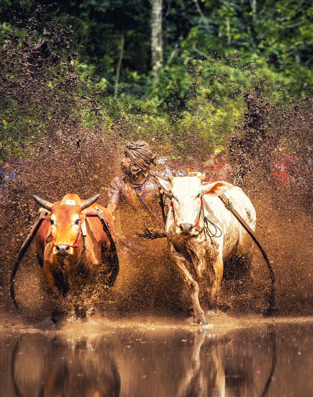 Mud splattered action at Pacu Jawi (Cow Race) near Payakumbuh, West ...