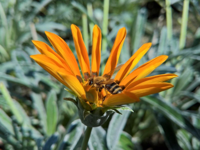 Bee in Blossom | Smithsonian Photo Contest | Smithsonian Magazine