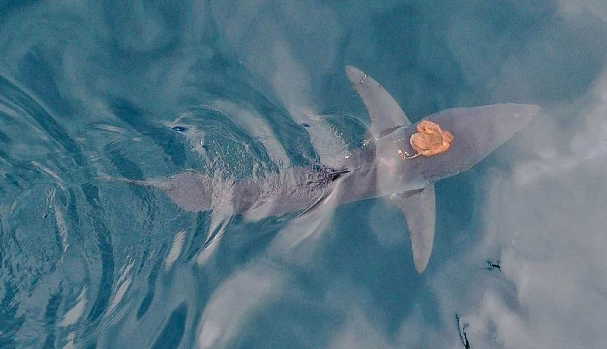 Watch an Octopus Hitch a Ride on a Shark—an Unusual Duo Dubbed the ...