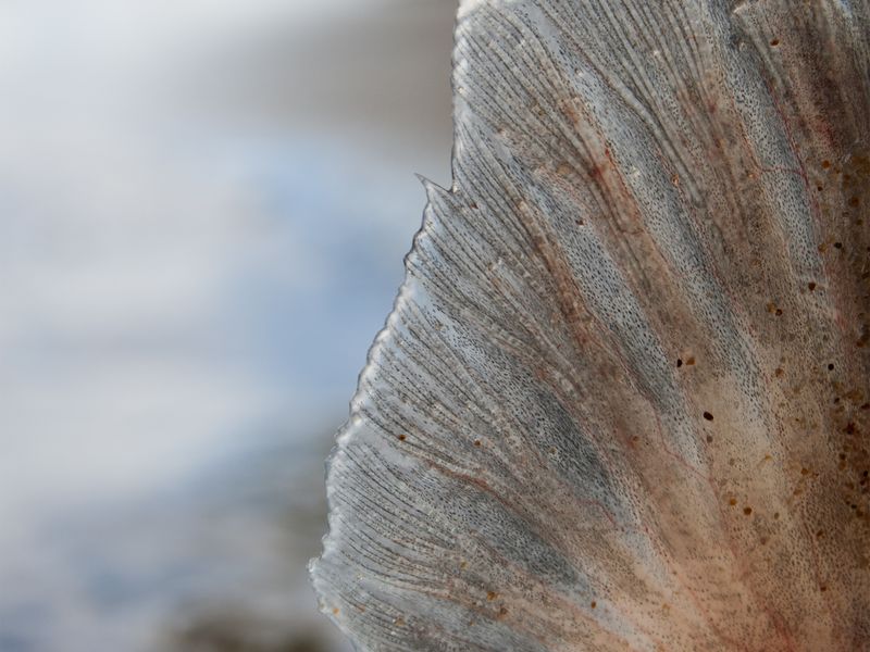 Fish fin, a closer look into the anatomy of this animal. | Smithsonian ...