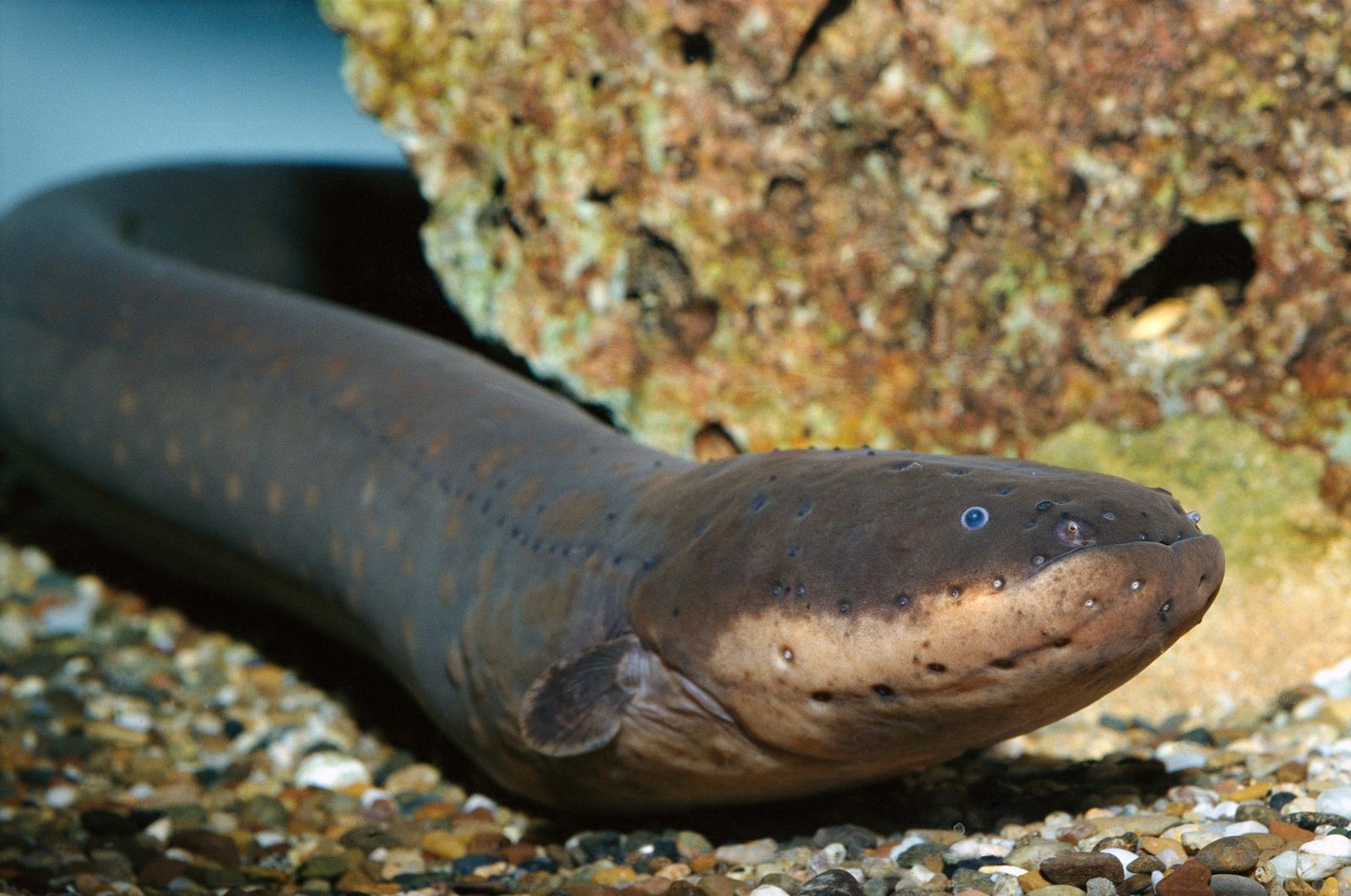Electric Eels Curl Up To Double Their Shock Value Science