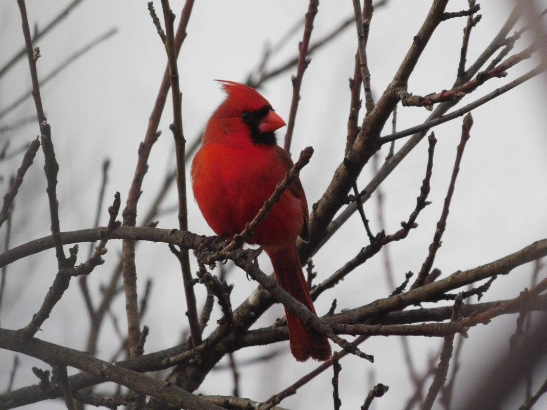 male red cardinal | Smithsonian Photo Contest | Smithsonian Magazine
