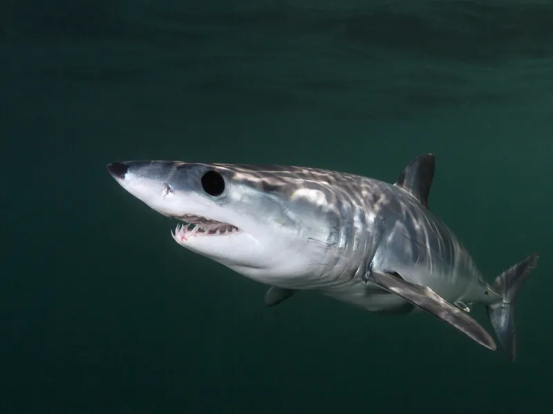 Mako shark. | Smithsonian Photo Contest | Smithsonian Magazine