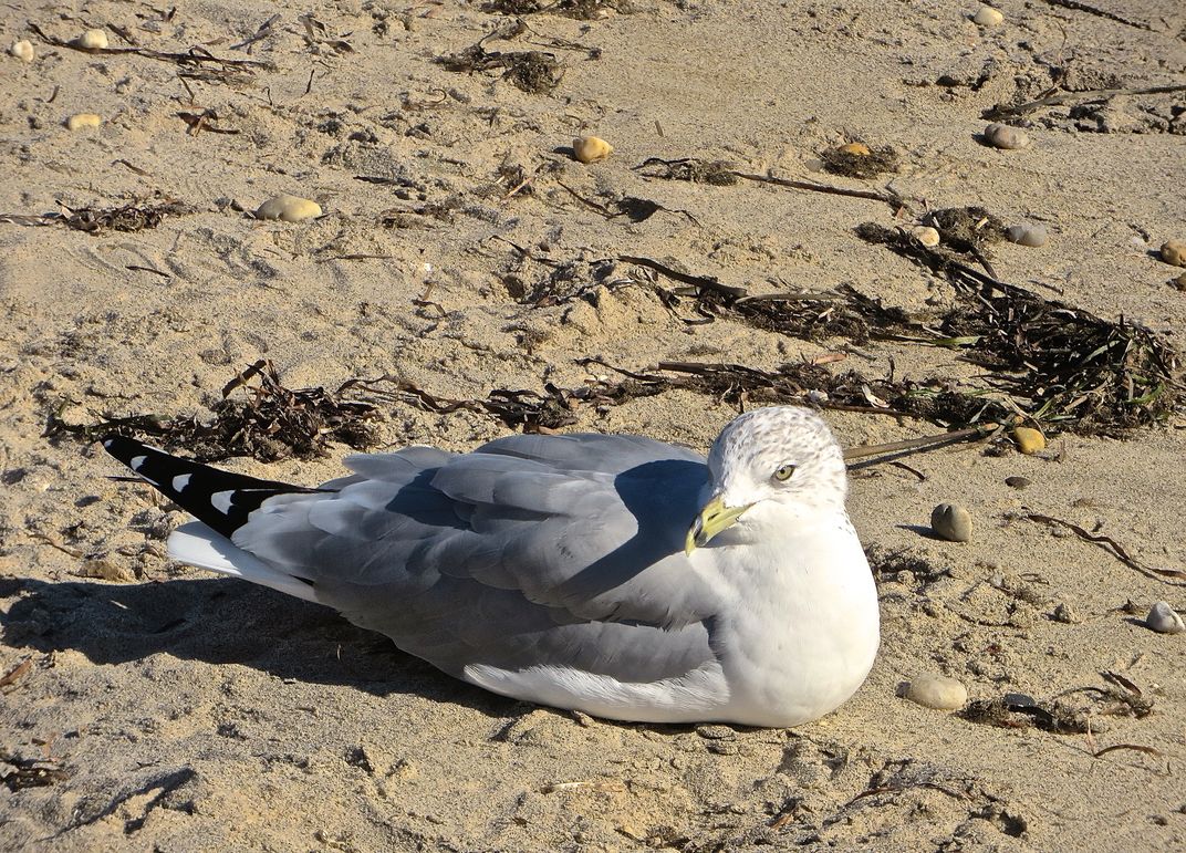 Seagull on the beach | Smithsonian Photo Contest | Smithsonian Magazine