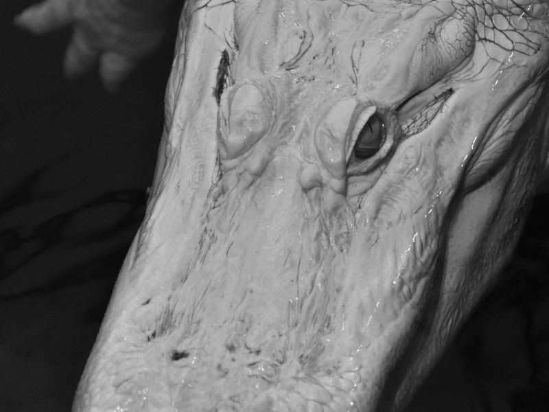 Claude, the albino American alligator at the California Academy of ...