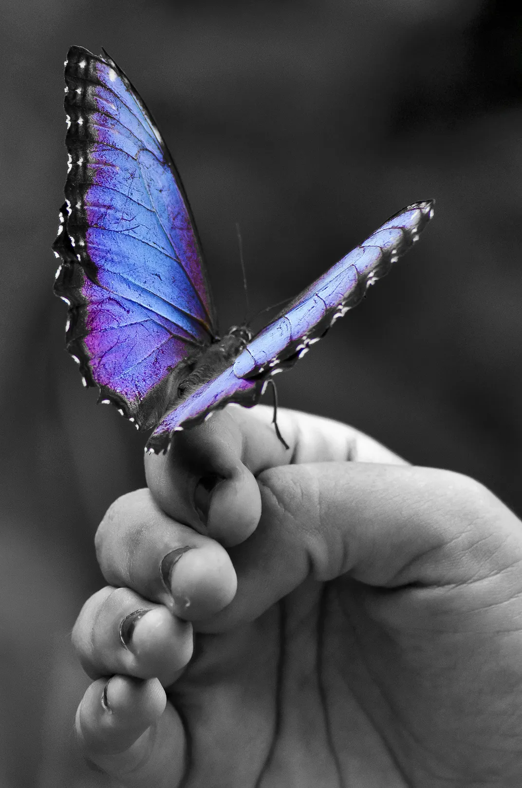 The sight and touch of a butterfly can bring color into any life ...