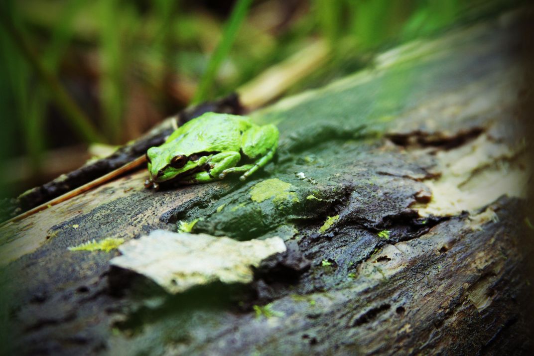 A tree frog I spotted when walking the trail to the beach along ...
