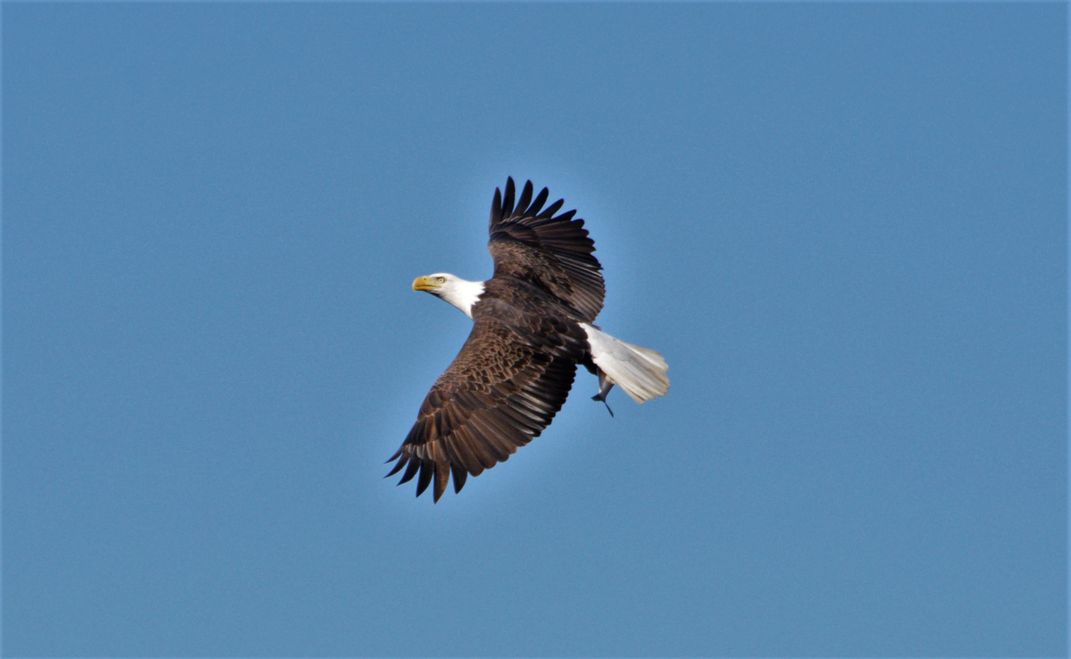 Soaring Eagle With a Fish at The Conowingo Dam | Smithsonian Photo ...