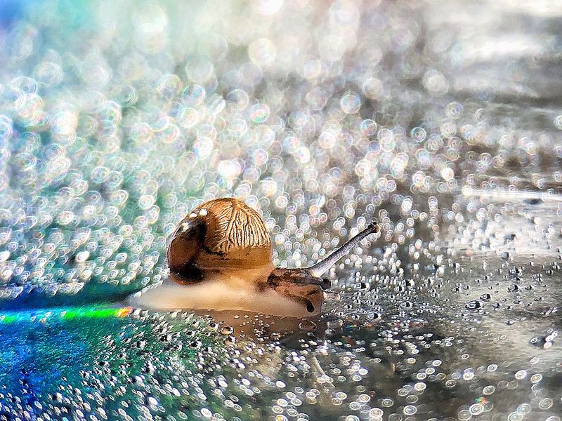 A rainbow snail | Smithsonian Photo Contest | Smithsonian Magazine