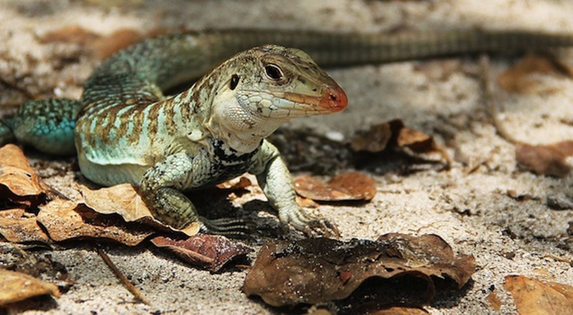 Reptiles Are Really Intelligent; We Were Just Giving Them the Wrong Tests
