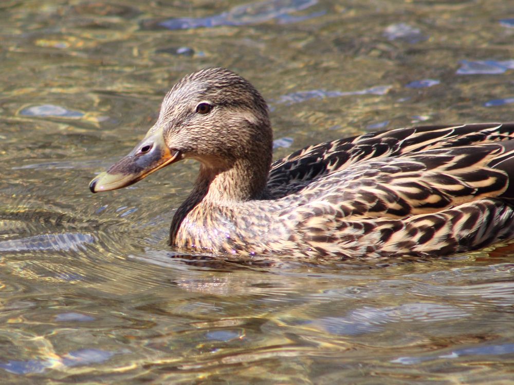Duck | Smithsonian Photo Contest | Smithsonian Magazine