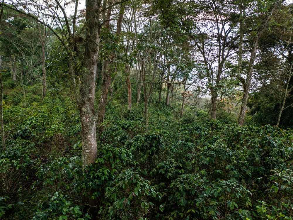 Drink Coffee, Eat Chocolate, Save Birds! | Smithsonian Voices ...