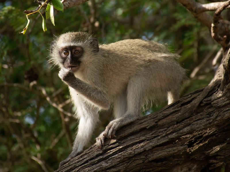 Juvenile Samango Monkey | Smithsonian Photo Contest | Smithsonian Magazine