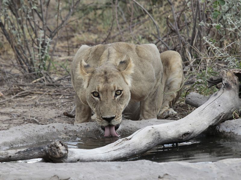 Female lion drinking | Smithsonian Photo Contest | Smithsonian Magazine