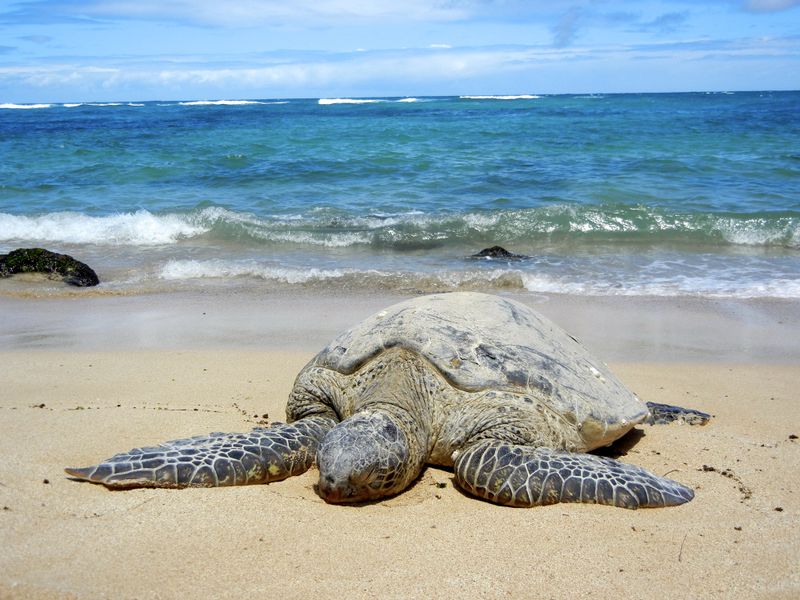 Sea Turtle, Laniakea Beach, Haleiwa, HI | Smithsonian Photo Contest ...
