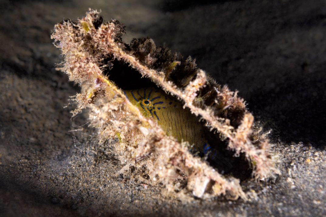 Sharpnose Puffer in Shell | Smithsonian Photo Contest | Smithsonian ...