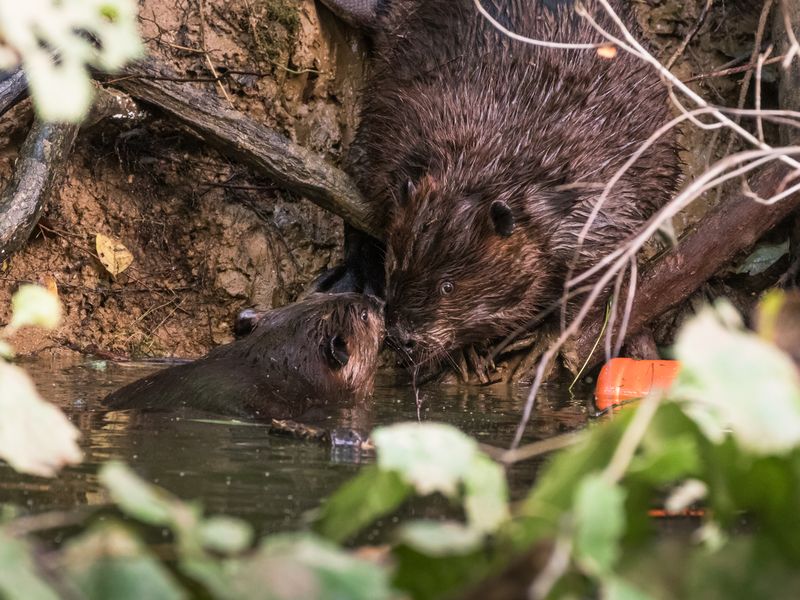 Beaver Greetings | Smithsonian Photo Contest | Smithsonian Magazine