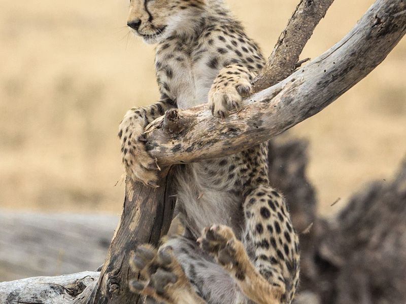 Cheetah cub hanging on for dear life | Smithsonian Photo Contest ...