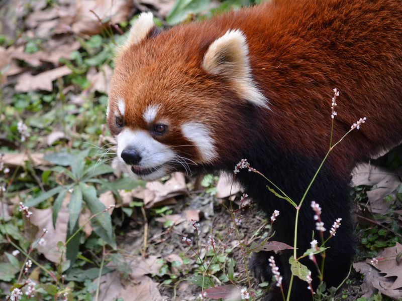 Red Panda | Smithsonian Photo Contest | Smithsonian Magazine
