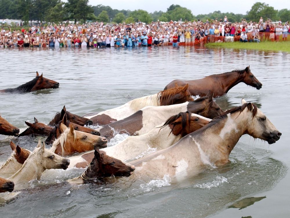 The True Story of Misty of Chincoteague, the Pony Who Stared Down a ...