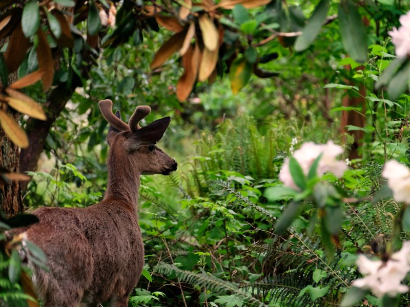 A Deer in a magical meadow. | Smithsonian Photo Contest | Smithsonian ...