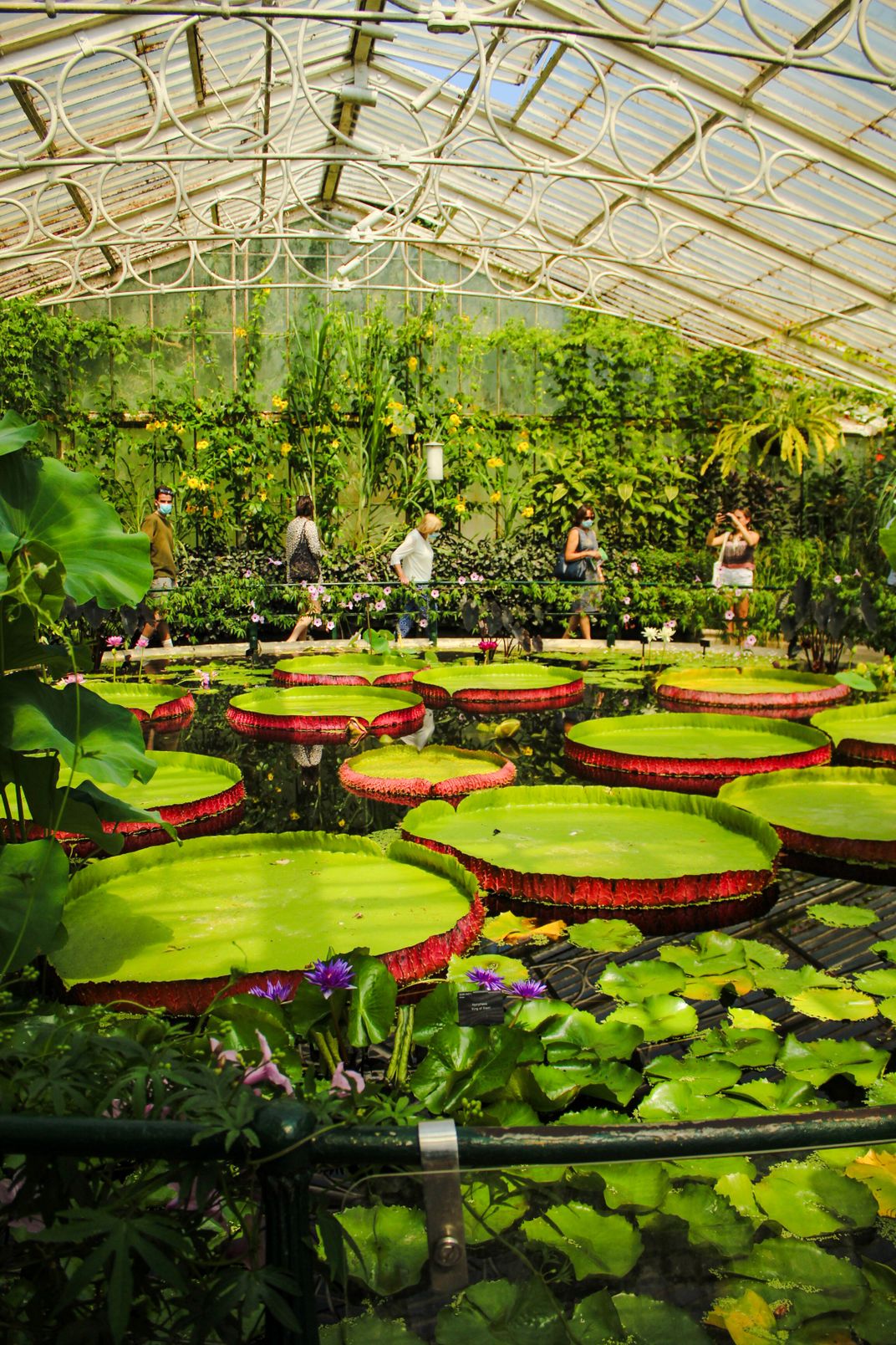 Gigantic Lily pads on display | Smithsonian Photo Contest | Smithsonian ...
