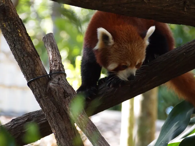 Red Panda in his enclosure | Smithsonian Photo Contest | Smithsonian ...