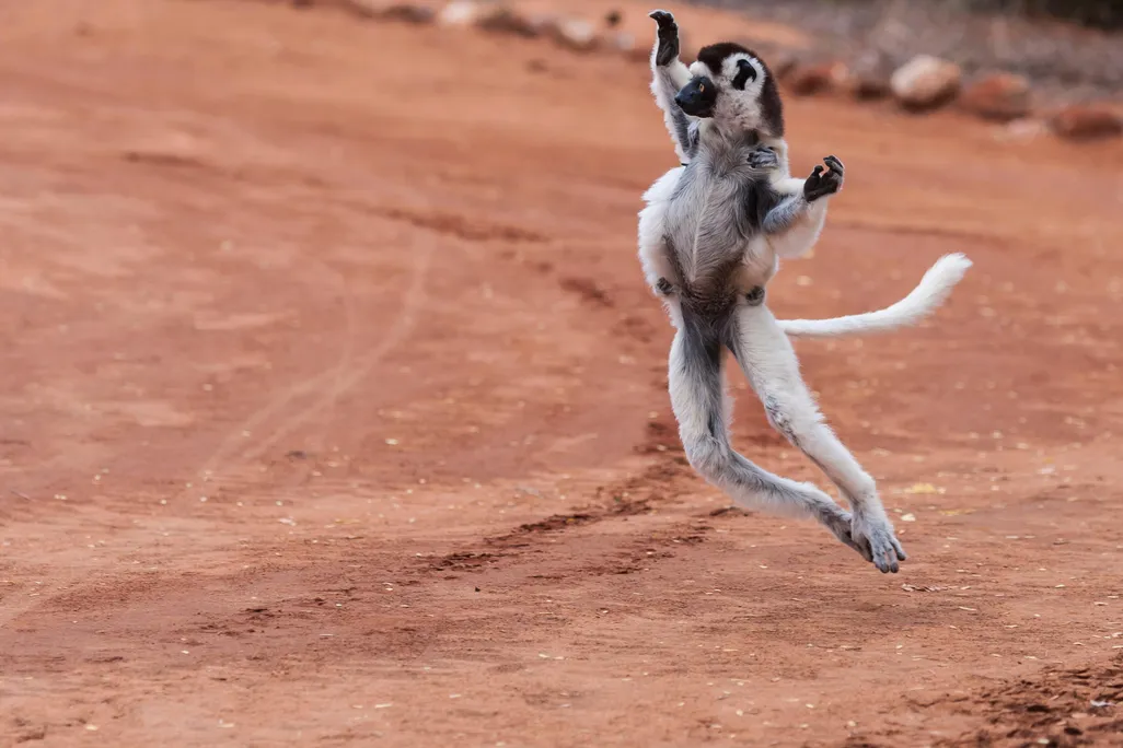 madagascar lemur jumping