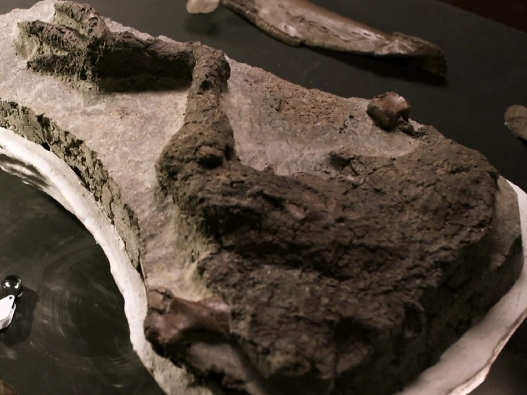 Paleontologists Find Fossilized Remains of a Dinosaur Possibly Killed ...