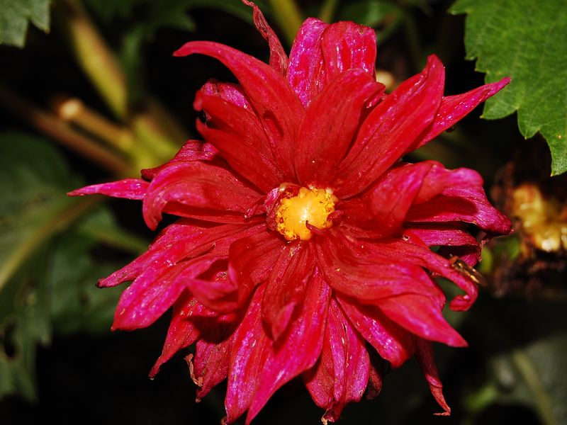 Red Flame | Smithsonian Photo Contest | Smithsonian Magazine