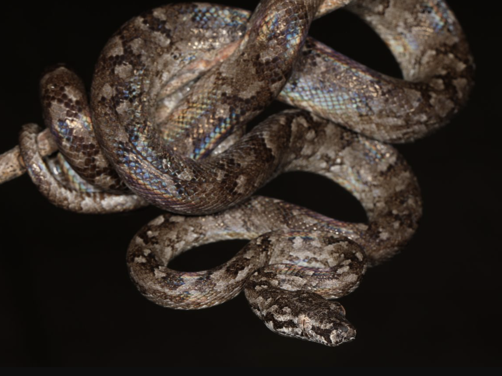 For the First Time in 133 Years, a New Species of Boa Was Discovered in ...