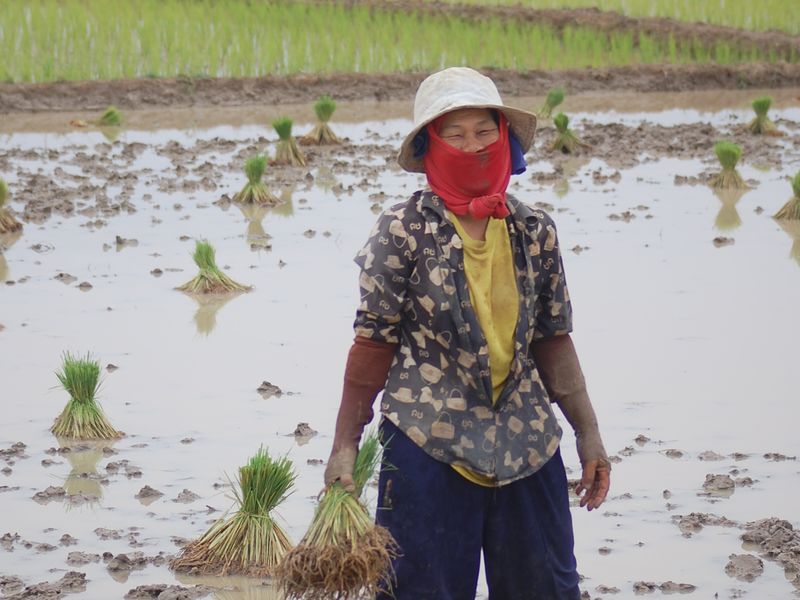 Rice farmer in Northern Thailand | Smithsonian Photo Contest ...