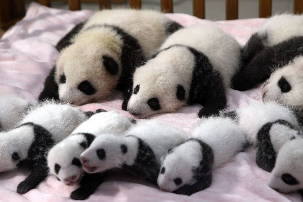 panda bear cubs