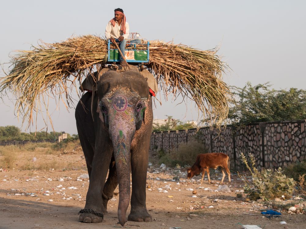 Elephant rider in India | Smithsonian Photo Contest | Smithsonian Magazine