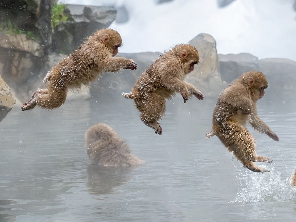 Monkey Jump Sequence | Smithsonian Photo Contest | Smithsonian Magazine
